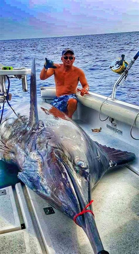 한방에 훅 갈수도 있는 바다의 죽창 낚시청새치낚시 유머움짤이슈 에펨코리아