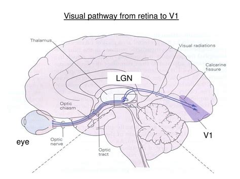 Ppt Lateral Geniculate Nucleus Lgn Powerpoint Presentation Free