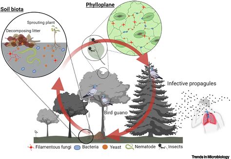Cryptococcus Neoformans Plant Microbe Interactions And Ecology Trends