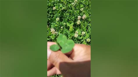 다섯잎클로버는 대박이죠 Youtube