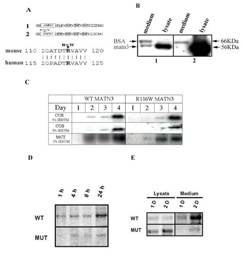 Secretion Of Matrilin 3 A Schematic Diagram Of Matn3 Constructs 1