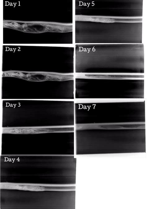 7 Day X Ray Digestion Of An Alligator Inside A Python Pets And Animals