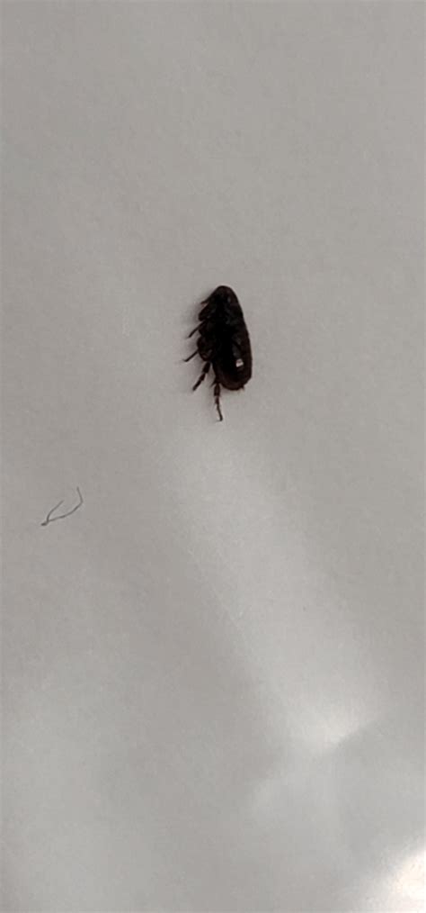 Ok Side View Same Bug Rwhatisthisbug