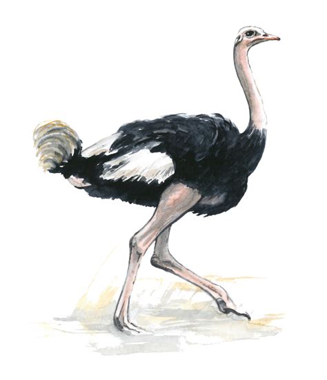 Pštros dvouprstý : Zoo Dvůr Králové