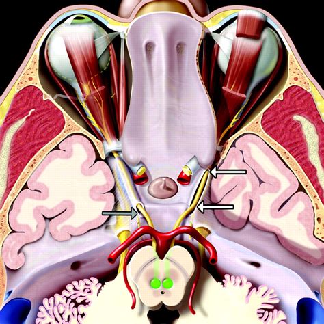 Oculomotor Nerve Anatomy Illustrations And Diagrams Of The 12 Pairs Of
