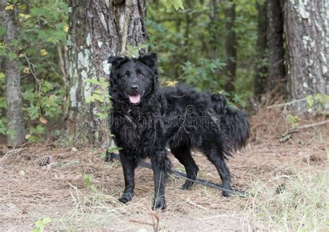 Perro Negro Peludo De La Mezcla Del Perro Perdiguero Del Perro De Aguas