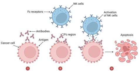 Antibody Dependent Cellular Cytotoxicity Adcc Creative Bioarray