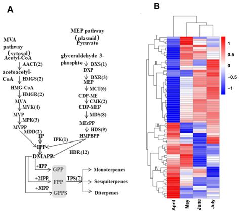 Full Length Transcriptomic Sequencing And Temporal Transcriptome