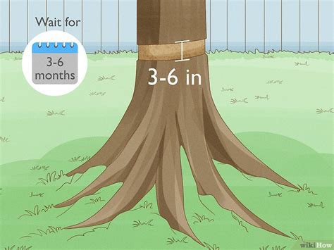 How To Kill A Tree Proven Solutions