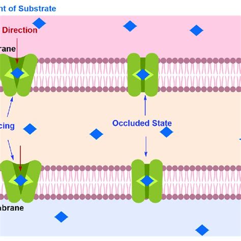 Transient Bbb Disruption By Treatment With A Hyperosmotic Agent The