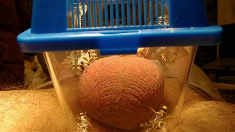 Cock And Ball Torture Locusts Feeding