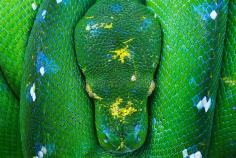 Snake Sleeping On A Tree Stock Image Image Of Gardening 281505653