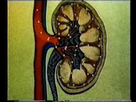 Процесс образования мочи - YouTube