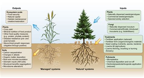 Mycorrhizas For A Sustainable World Pickles 2020 New Phytologist