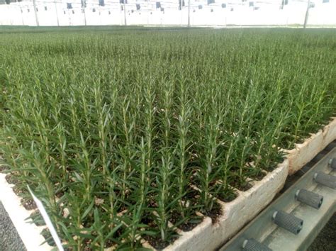 justus mwangi on linkedin rosemary propagation 12 comments