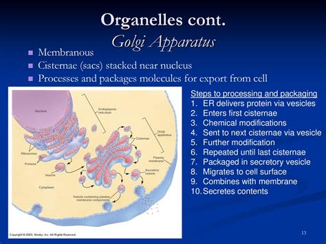 Anatomy And Physiology Of Cells Ppt Download