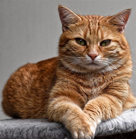 1 000 Free Red Cats And Cat Images Pixabay
