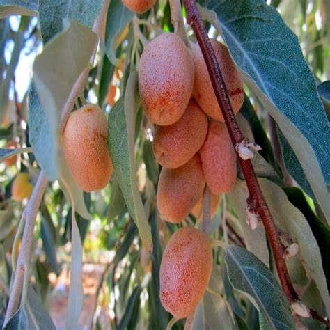 İĞde Yalçın Peyzaj Bahçenize Dair Herşey