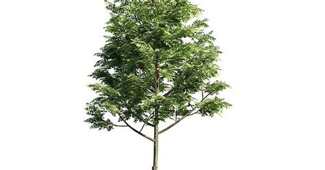 3d Tree Skp Model With Materials Album On Imgur