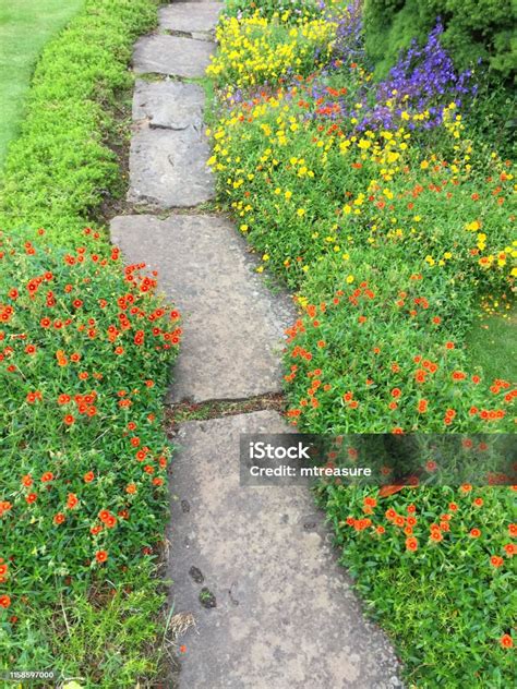 잔디 잔디 꽃 꽃 알프스 식물 플록스 헤어 벨 Campanula 색시 프라가 노란색 오렌지 꽃에 의해 가장자리 진짜 무작위 회색 자연 디딤돌 요크 스톤 석회암 석회암 경로