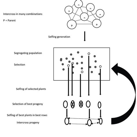 simplified outline of recurrent selection download scientific diagram