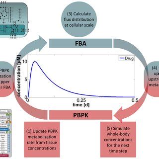 Schematic Representation Of The Feed Back Loop Used For Direct Download Scientific Diagram