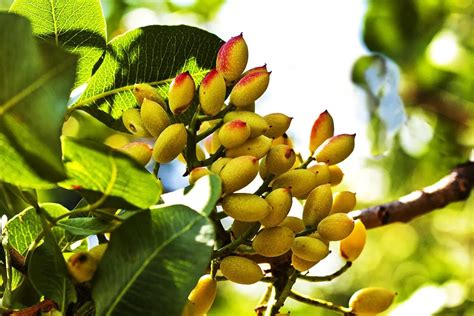 El Pistacho ¿que Es Origen Beneficios Tipos Valor Nutricional Y Más