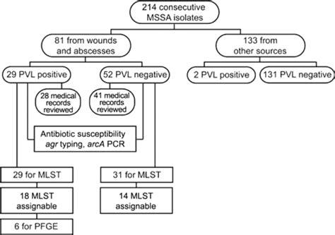 Characterization Of 214 Consecutive Methicillin Susceptible Download Scientific Diagram Characterization Of 214 Consecutive Methicillin Susceptible Download Scientific Diagram