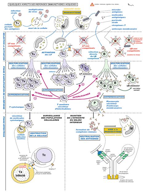 Schema Reponse Immunitaire Complete Pdf