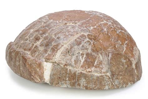 47 Colorful Fossil Tortoise Stylemys South Dakota 249238 For