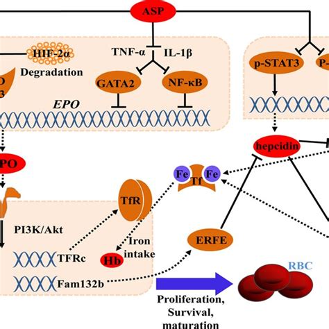 Graphic Representation Of The Underlying Mechanism Of ASP In Treating Download Scientific