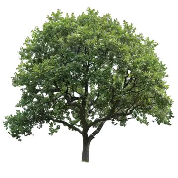 Tree No Background PNG Vector PSD And Clipart With Transparent Background For Free Download