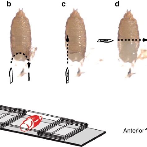 Pupal Dissection Dashed Arrows Indicate Direction Of Dissection Of The Download Scientific