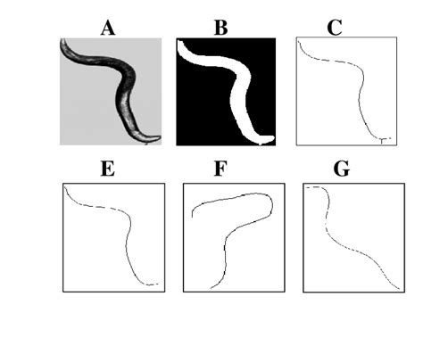 A E Illustrate The Skeleton Generating Process A Gray Level Image