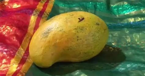 කෝවිල් පූජාවෙදී අඹ ගෙඩිය රුපියල් 162 000 කට වෙන්දේසි වෙයි…