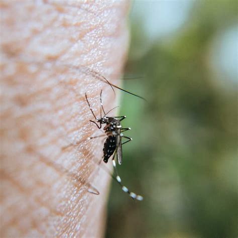 Mosquito Control Integrated Wildlife Management Inc