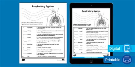 Respiratory System Worksheet Resource Twinkl Usa