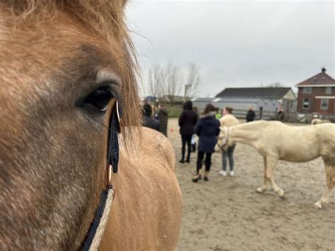 De Leidinggevende Werd Voor De Leeuwen Gegooid Daar Stond Het Team