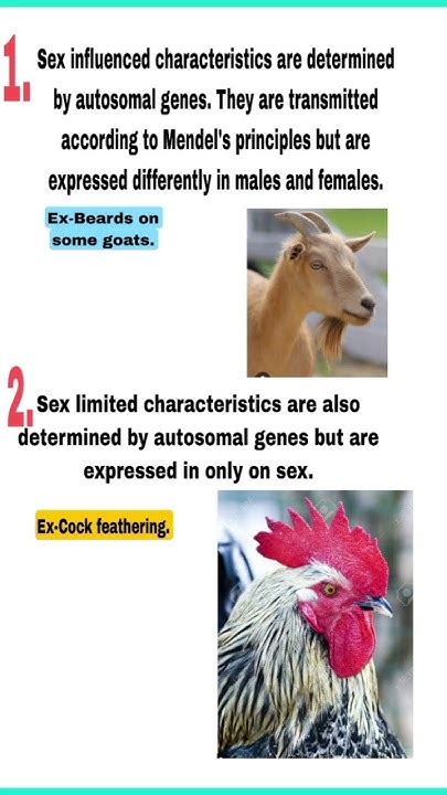 Sex Influenced Characteristics Sex Limited Characteristics Youtube