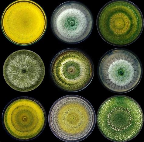 Trichoderma Spp In Pda Culture Medium Trichoderma Is A Genus Of Phyllentous Fungi Mostly