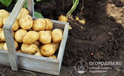 Картофель Невский: описание сорта, фото, отзывы