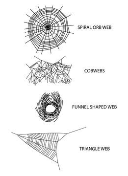 Hobo Spider Images Browse 44 Stock Photos Vectors And Video Adobe Stock