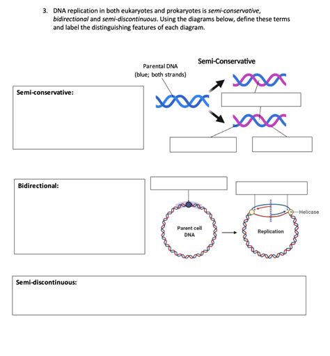 Solved Dna Replication In Both Eukaryotes And Prokaryotes Is