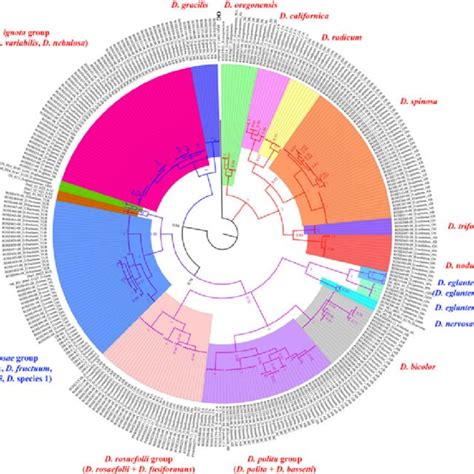 Bayesian Inference Tree Of Diplolepis Based On Coi Values Indicate