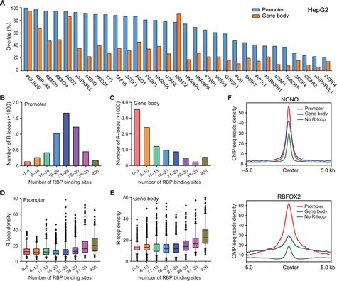 Spkas Seq Reveals R Loop Dynamics Using Low Input Materials By