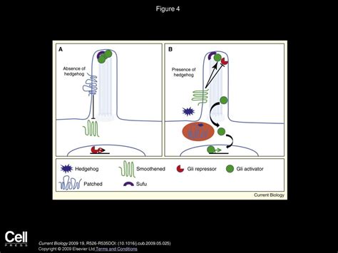 the primary cilium as a complex signaling center ppt download