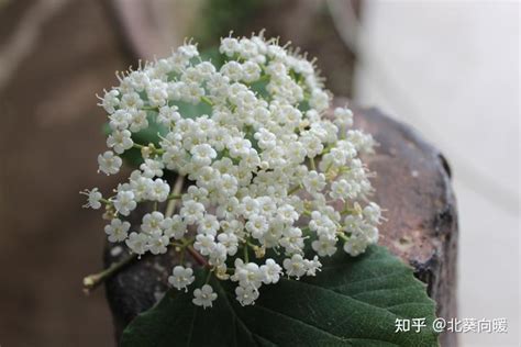 图片没有上传完再发一个 知乎