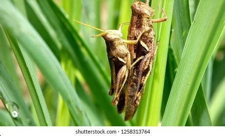 Grasshopper Couple Making Love Stock Photo 1258313764 Shutterstock