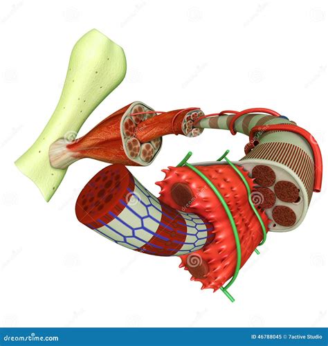 Force And Motion Vector Illustration Physics Movement Examples