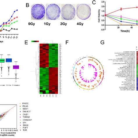 Crispr Cas9 Library Lentivirus Screening In Radiation Treated Download Scientific Diagram
